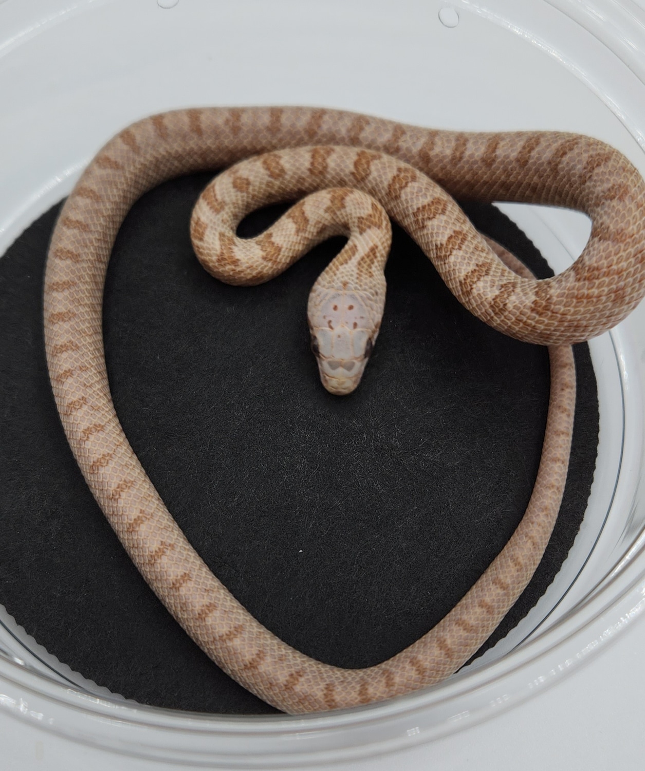 Hypo Baird's Rat Snake by Reptile Collective - MorphMarket
