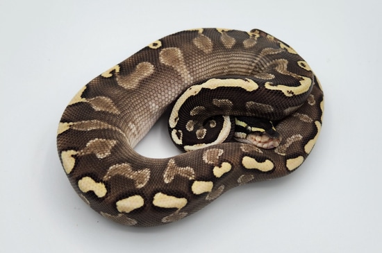 Ghi Mojave VPI Axanthic Ball Python by Reptile Collective