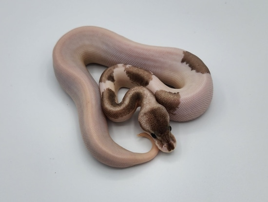 Grey Matter Ball Python by Reptile Collective