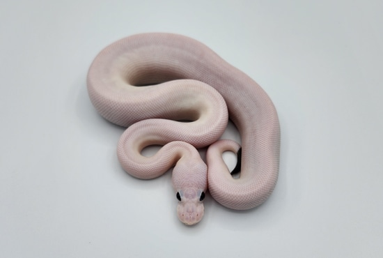 Panda Piebald Ball Python by Reptile Collective