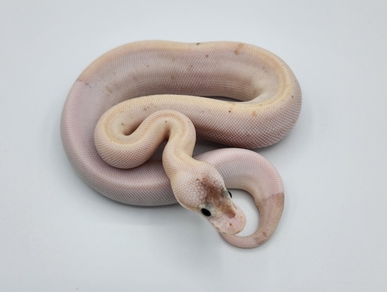 Grey Matter Mojave Orange Dream Ball Python by Reptile Collective