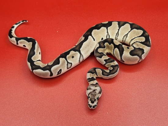 Enchi Clown Tsk Axanthic Ball Python by Reptile Collective