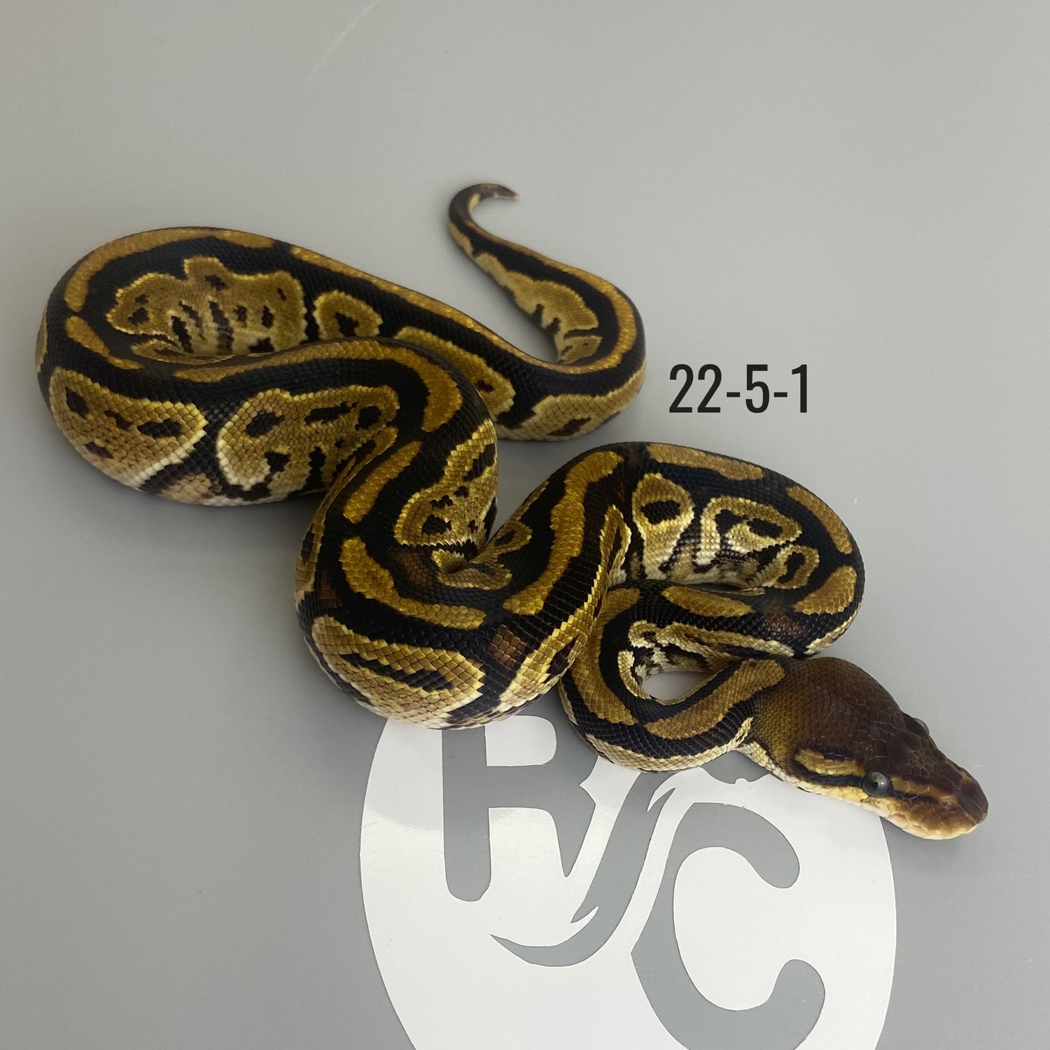 Bongo Yellowbelly Ball Python by RC Reptiles LLC - MorphMarket
