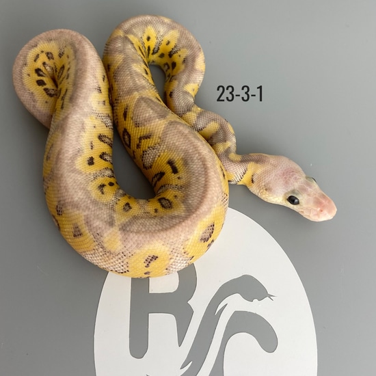 Pastel Yellowbelly GHI Clown Ball Python by RC Reptiles LLC
