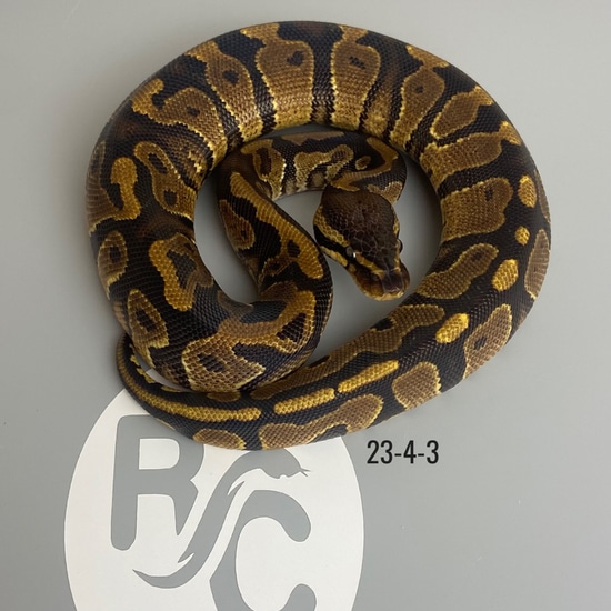 Gravel/YB Ball Python by RC Reptiles LLC