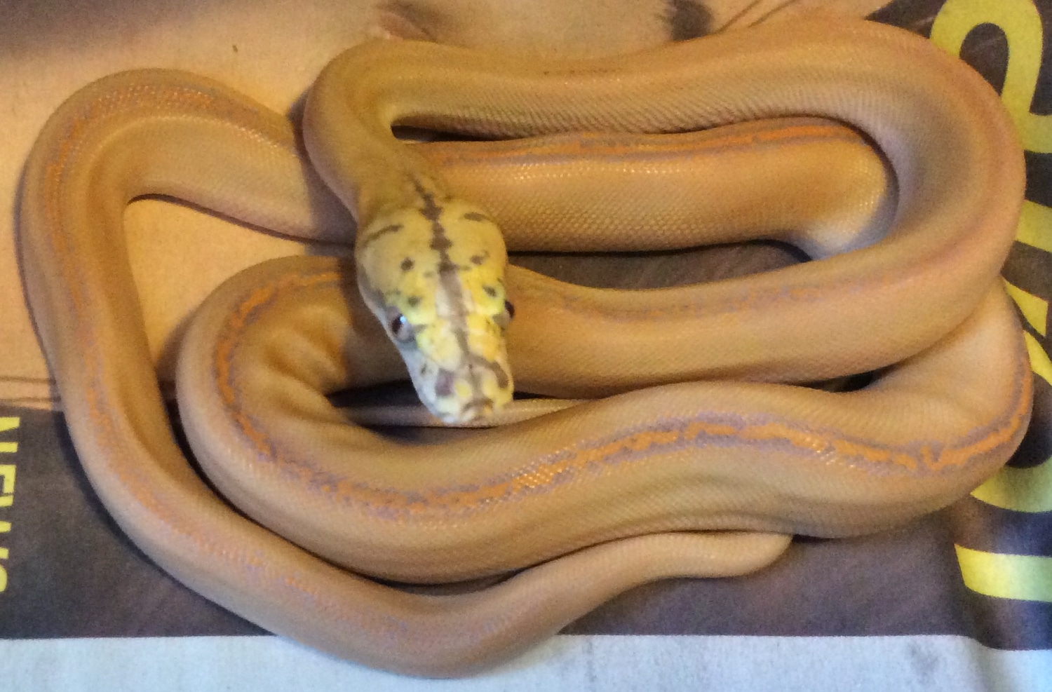 Purple Motley Goldenchild Reticulated Python by Python Power - MorphMarket