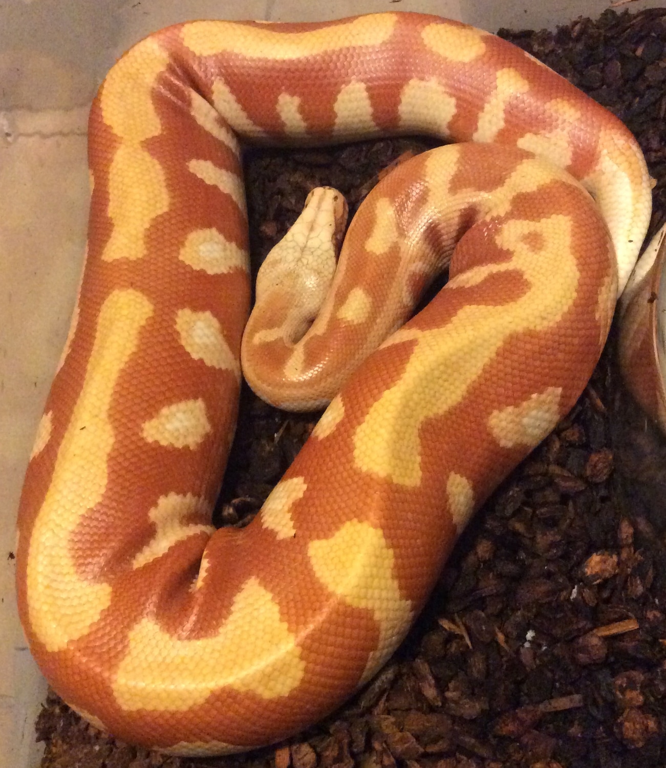 2020 Female T-albino Blood Python by Python Power - MorphMarket