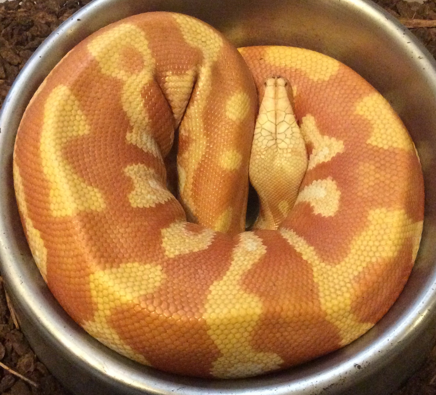 T-albino Blood Python by Python Power - MorphMarket