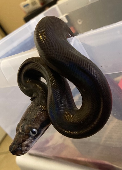 Motley Goldenchild Poss Het Purple Reticulated Python by Python Power