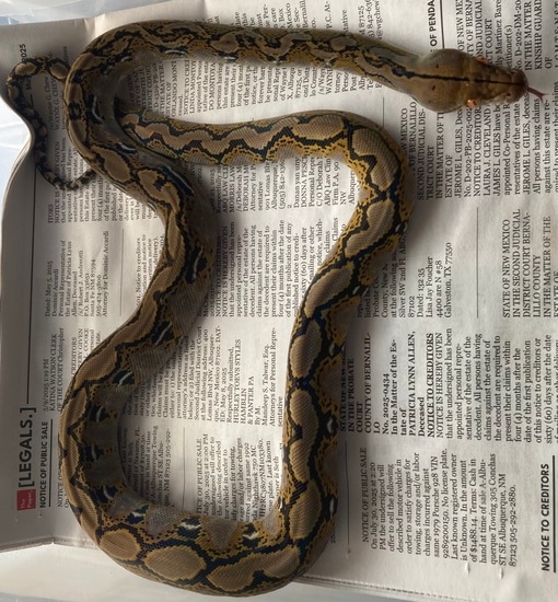 Normal Het Purple/Indo Caramel Reticulated Python by Python Power