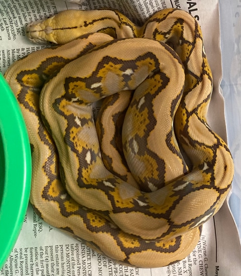 Orange Glow Reticulated Python by Python Power