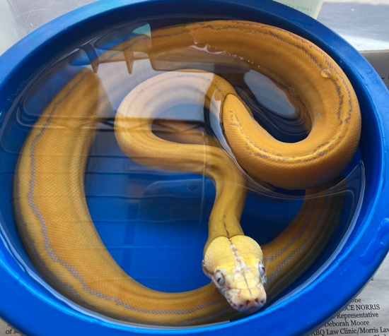 Purple Goldenchild Poss Sunfire Platinum Citron (Poss Het Titanium ...