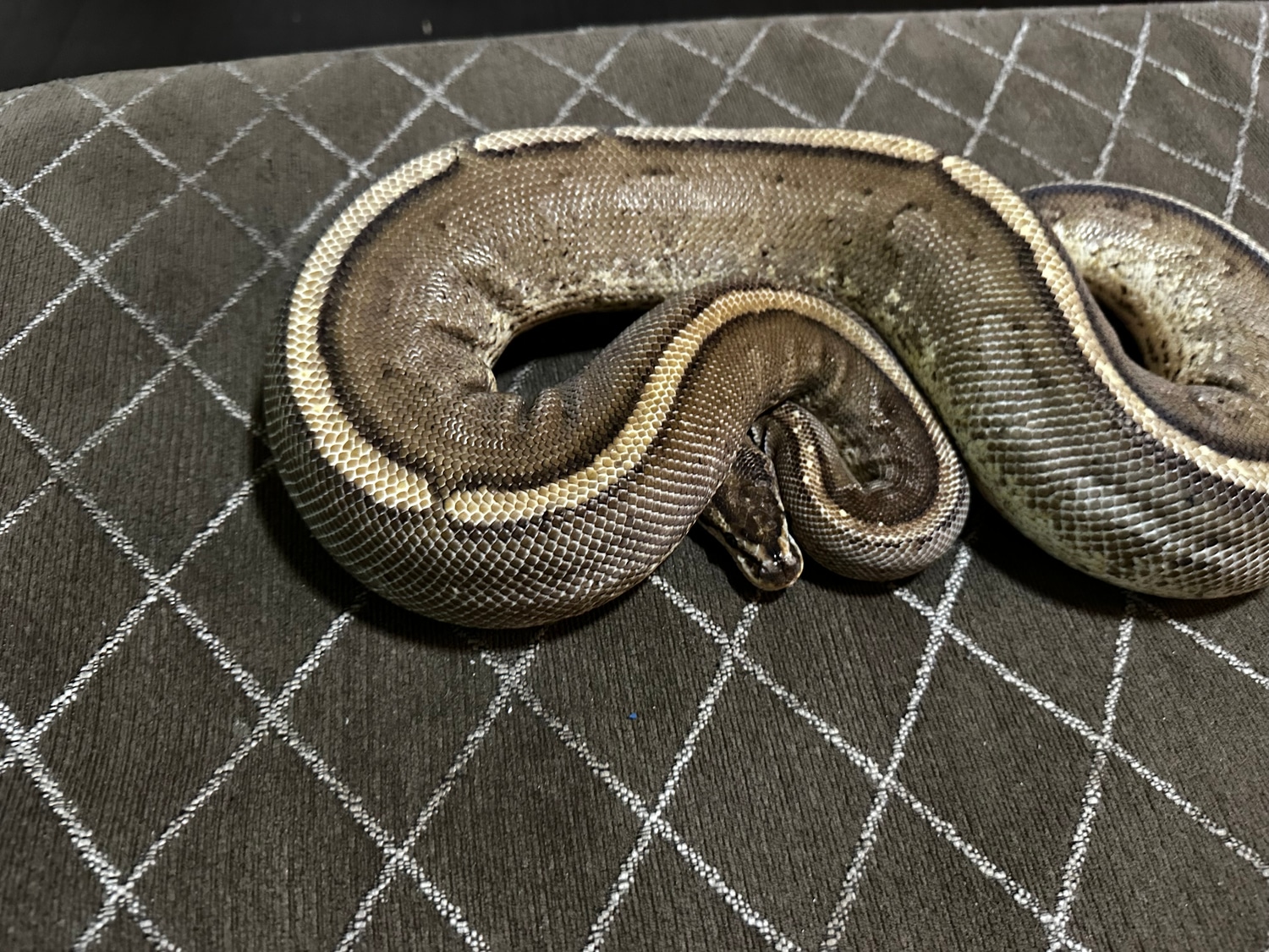 PROVEN BREEDER Super Stripe Female Ball Python by RD Pythons and Geckos ...