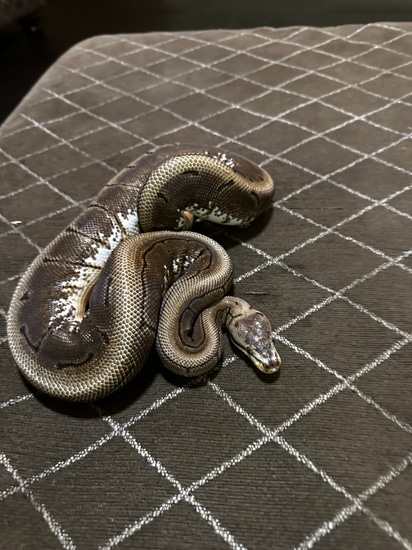 Spinner Scaleless Head Ball Python by RD Pythons and Geckos