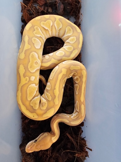 Lesser Ultramel Ball Python by R&D Constrictors, LLC