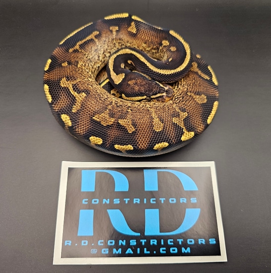 Pavement (Asphalt Gravel) Ball Python by R&D Constrictors, LLC