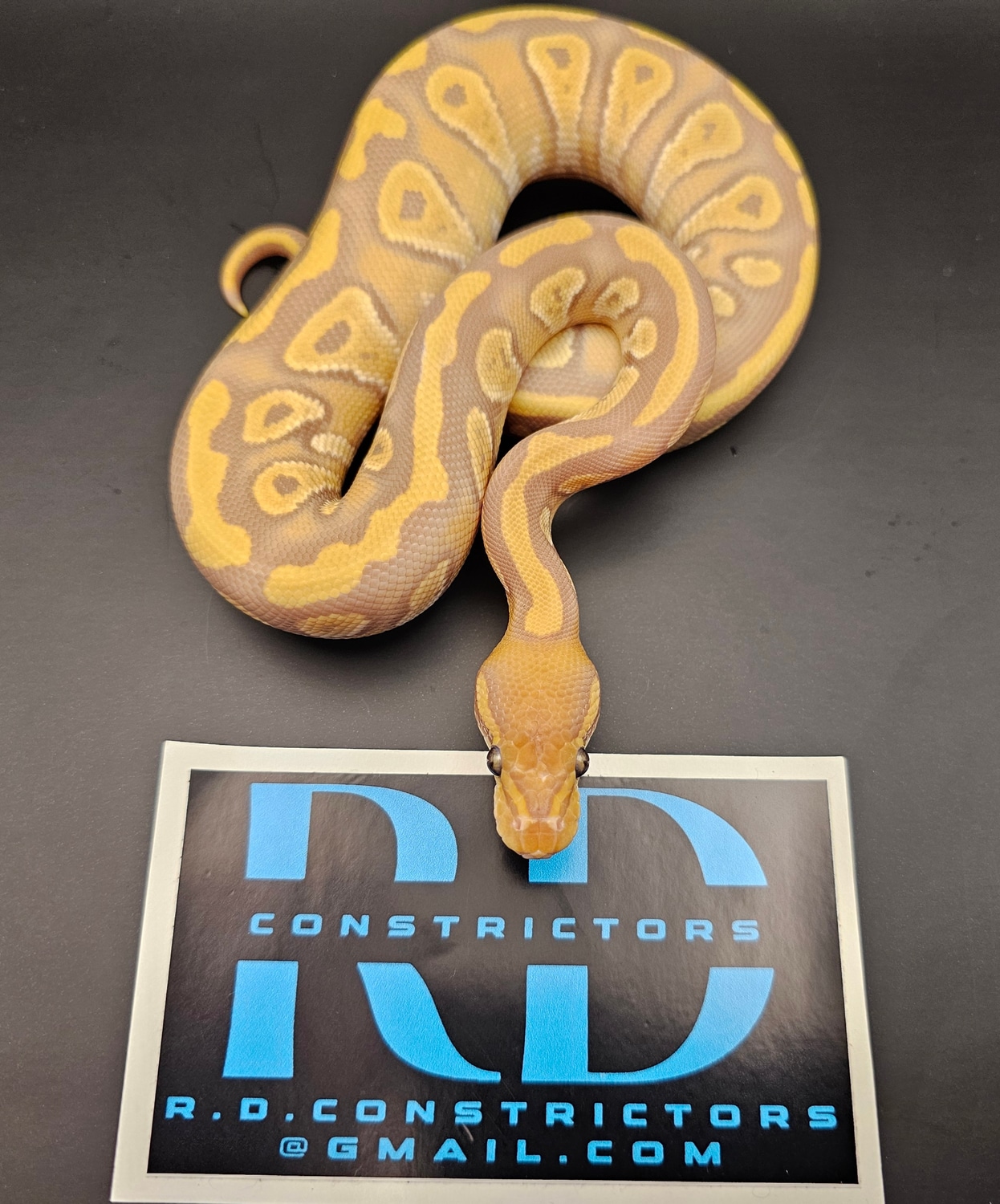 R&D Constrictors, LLC's Collection - MorphMarket