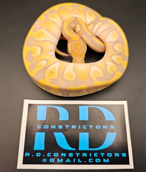 Orange Dream Mojave Ultramel Ball Python by R&D Constrictors, LLC