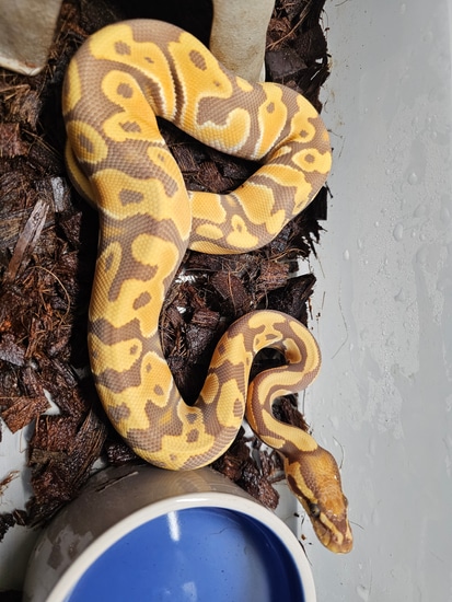 Orange Dream Ultramel Ball Python by R&D Constrictors, LLC