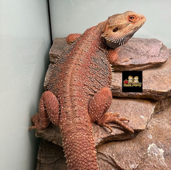 Red Blue Bar Het Hypo Pos. Het Translucent Bearded Dragon Central ...