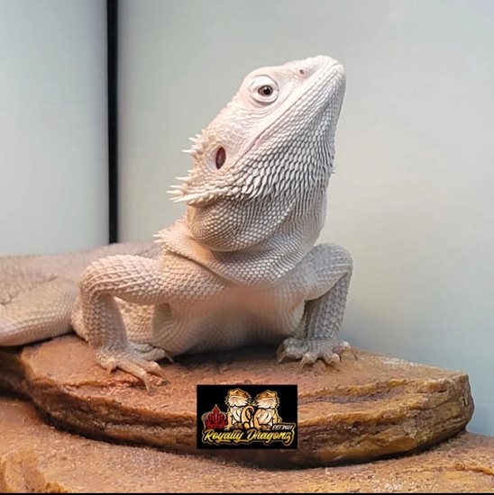 PROVEN BREEDER ADULT FEMALE Hypo Zero Central Bearded Dragon by Royalty ...