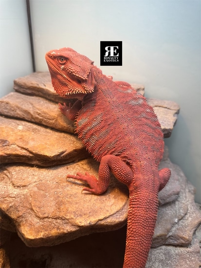 ADULT MALE 100% Red Monster Blue Bar Hypo Leatherback Possible Het ...