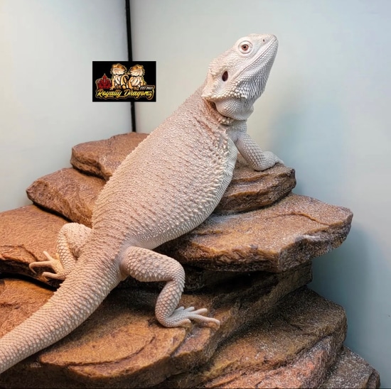 PROVEN BREEDER Adult Female Hypo Zero Het Translucent Central Bearded ...