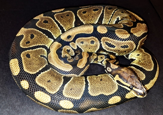 Scaleless Head Ball Python by HJS Serpents LLC