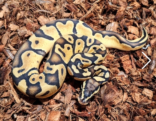 NO RESERVE Pos Het Lightning Pied Group Ball Python by HJS Serpents LLC