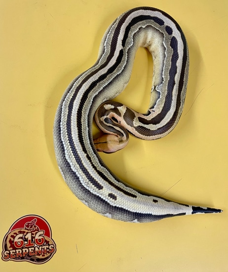 Super Stripe Poss Ocelot Carrier Borneo Short Tail Python Borneo Short ...