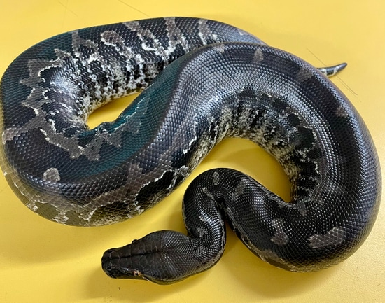 Black Sumatran Sumatran Short-Tailed Python by 616 Serpents