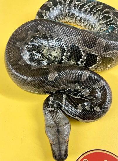 Black Sumatran Sumatran Short-Tailed Python by 616 Serpents