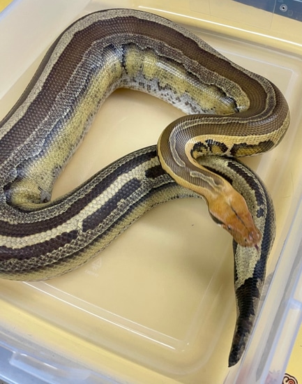 *NO RESERVE* 13’ Super Stripe Poss Ocelot Carrier Borneo Short-Tailed ...