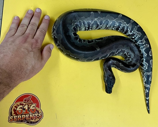 2022 F CBE Black Sumatran STP Sumatran Short-Tailed Python by 616 Serpents