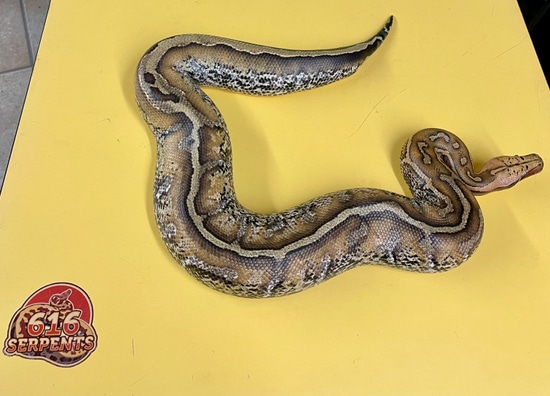 18’ Low Expression Extreme Marble Borneo Short-Tailed Python by 616 ...