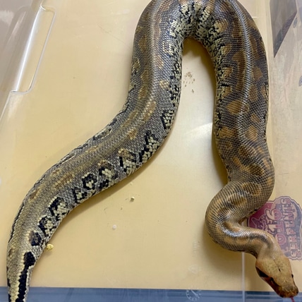 616 Serpents - MorphMarket