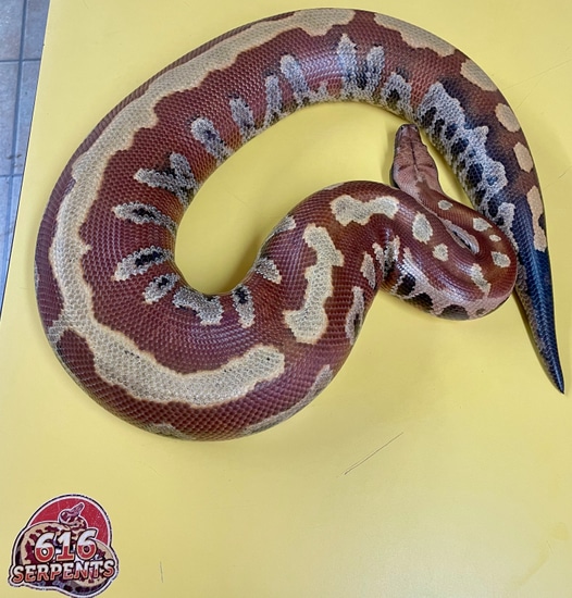 2014 Proven Breeder Karma Male. Blood Python by 616 Serpents