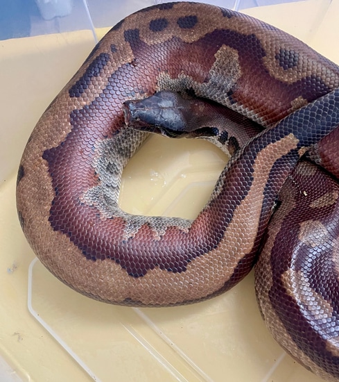 2015 VPI Zigzag Adult Female. READ Blood Python by 616 Serpents