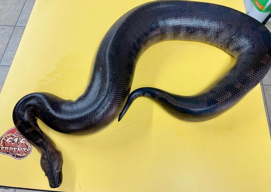 18’ Proven Breeder Sumatran Male Sumatran Short-Tailed Python by 616 ...