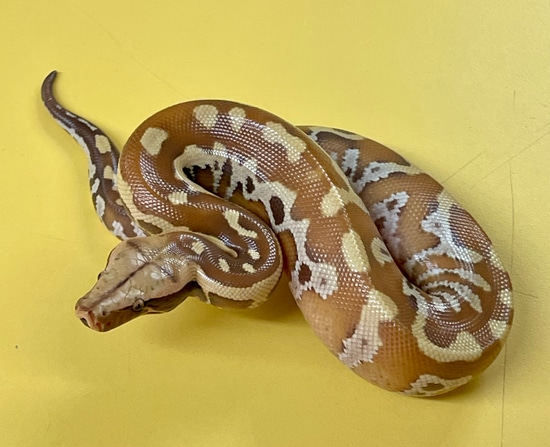 NO RESERVE!!! T Positive Albino Male Blood Python by 616 Serpents
