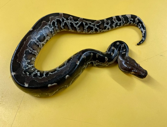 Black Sumatran Male #5 Sumatran Short-Tailed Python by 616 Serpents
