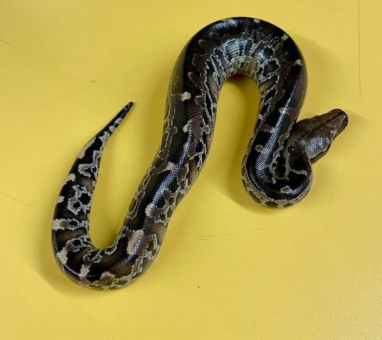 Black Sumatran Female #2 LAST FEMALE!!! Sumatran Short-Tailed Python by ...