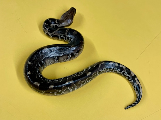 Black Sumatran Female #4 Sumatran Short-Tailed Python by 616 Serpents