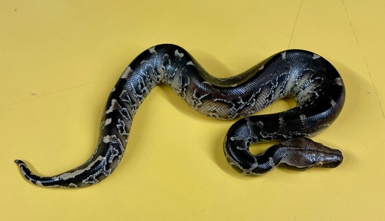 Black Sumatran Female #7 ONLY TWO FEMALES LEFT!!! Sumatran Short-Tailed ...