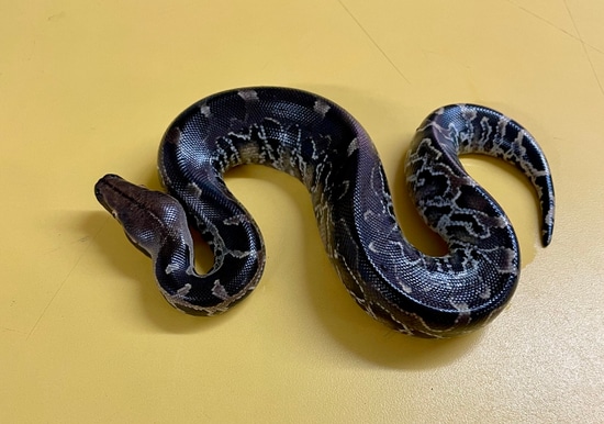 Black Sumatran Female #8 Sumatran Short-Tailed Python by 616 Serpents