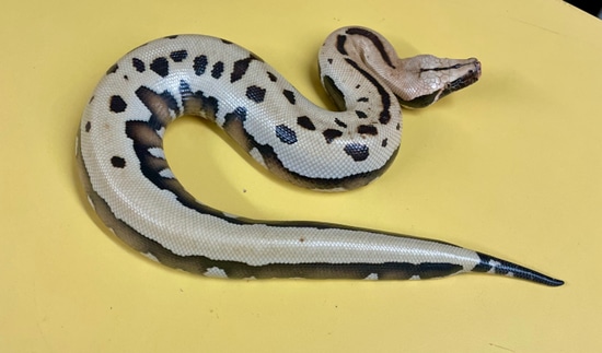 2024 Goldeneye 100% Het T+ Albino Female Blood Python by 616 Serpents