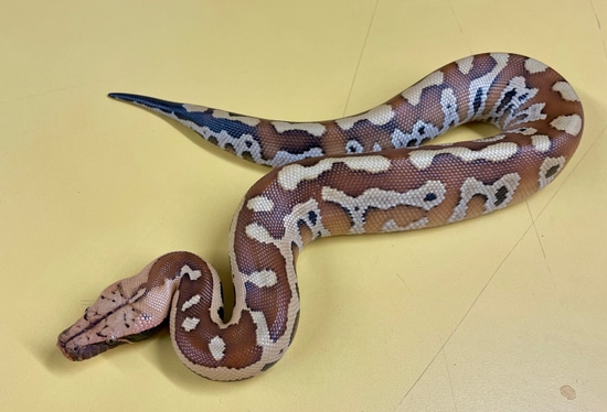 “Redhead” Marter / Orange Crush Lines Female 2024 Blood Python by 616 ...