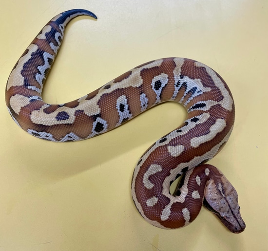 Normal (Poss ZZ) OC/Marter 2024 Female Blood Python by 616 Serpents
