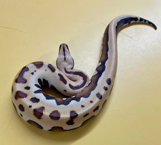 2024 Goldeneye 100% Het TPOS Albino Cherry Bomb Line Male Blood Python ...