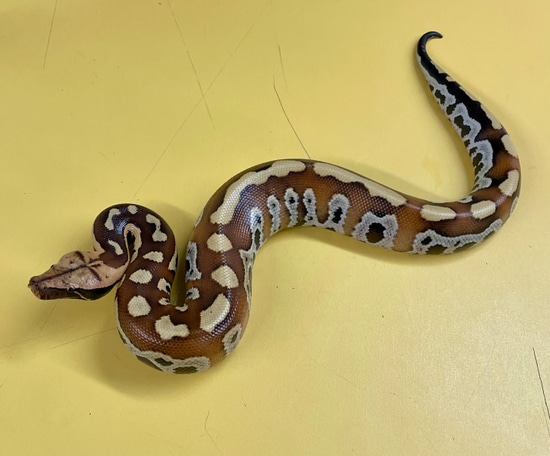 2024 Normal 100% Het TPOS Albino Cherry Bomb Line Male Blood Python by ...